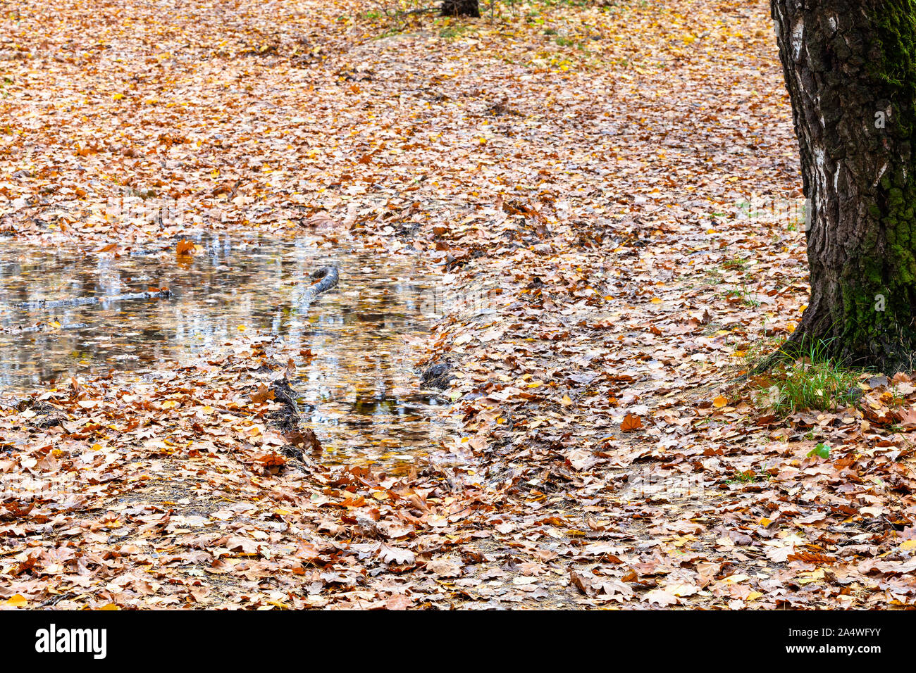 fallen leaves covered rain puddle in wheel track of dirty road near oak ...