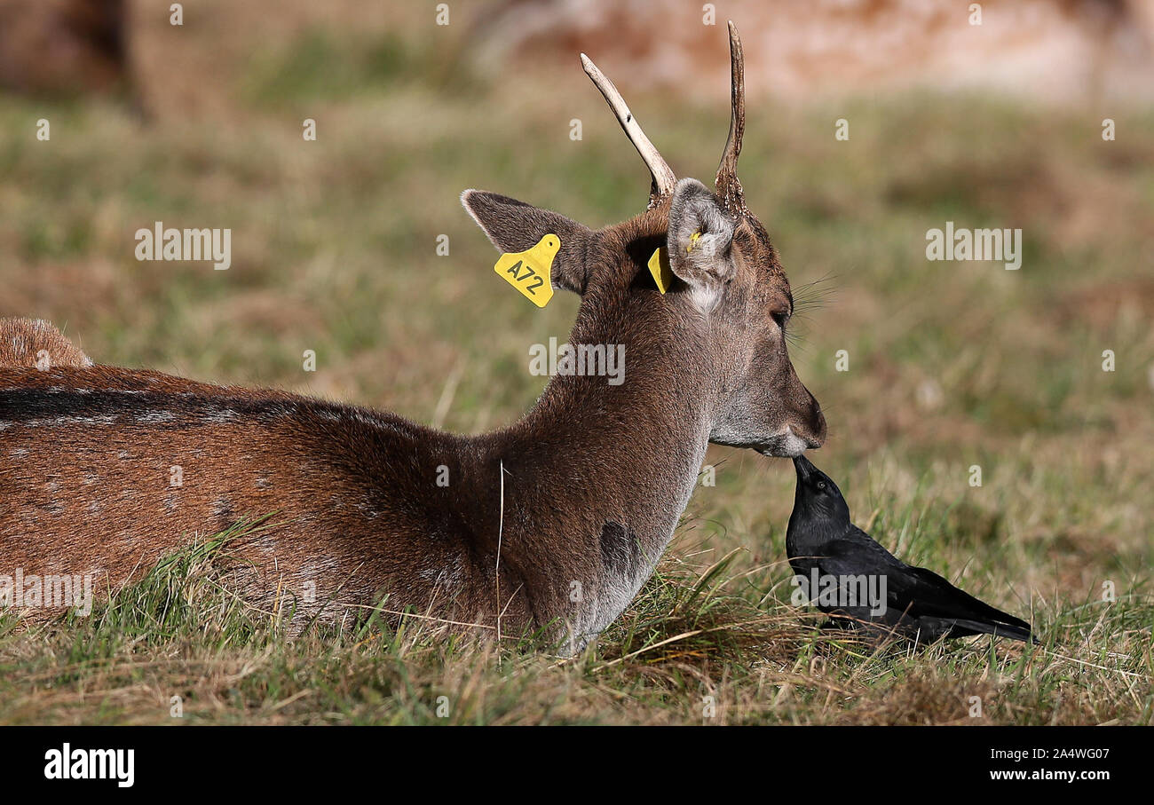 A crow with a fallow deer in Dublin's Phoenix park during rutting ...