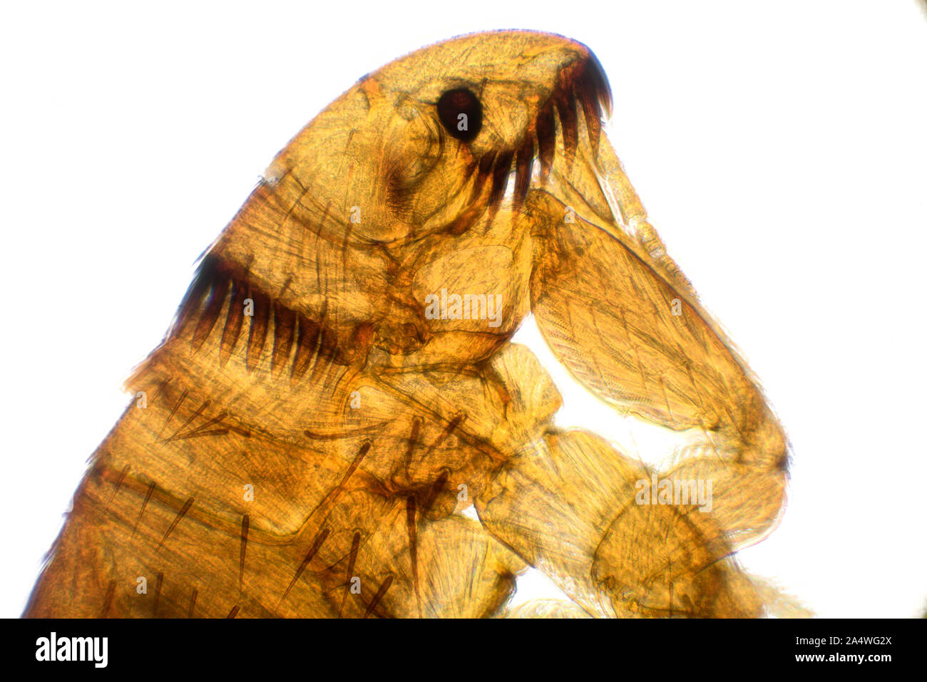 Cat flea, Ctenocephalides felis, portrait, UK, taken using microscope ...