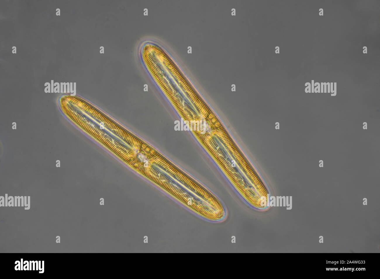 Freshwater diatom hi-res stock photography and images - Alamy