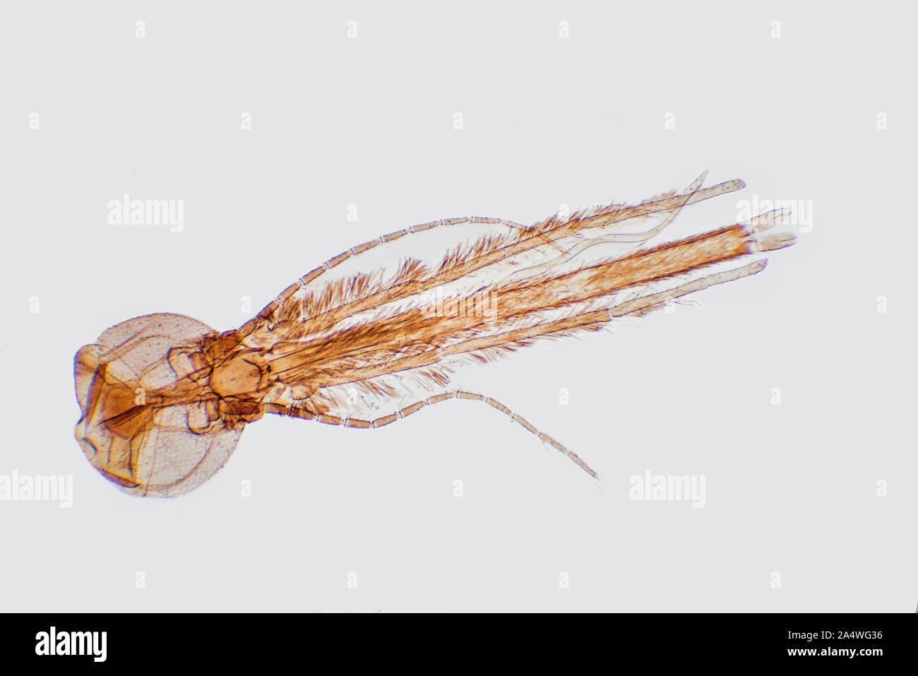 Mosquito Head, anopheles sp, microscopic, white field illumination ...