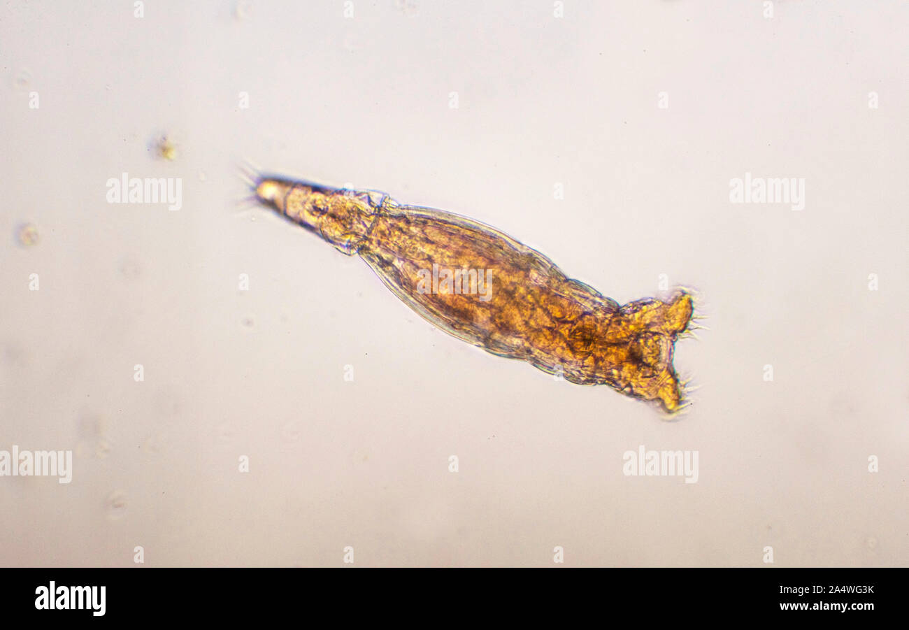 Bdelloid rotifer hi-res stock photography and images - Alamy