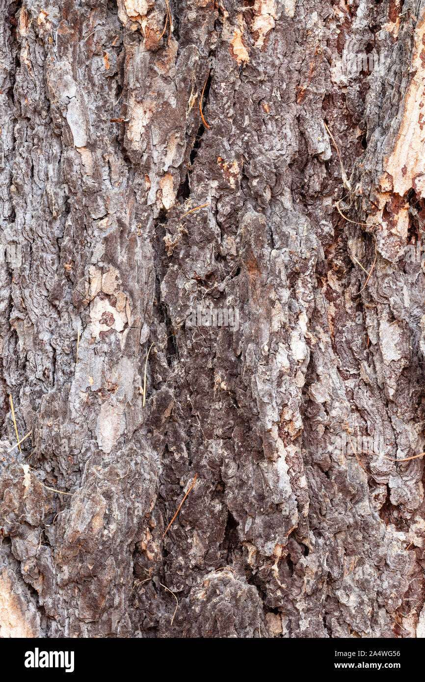 natural texture - furrowed brown bark on old trunk of larch tree ...