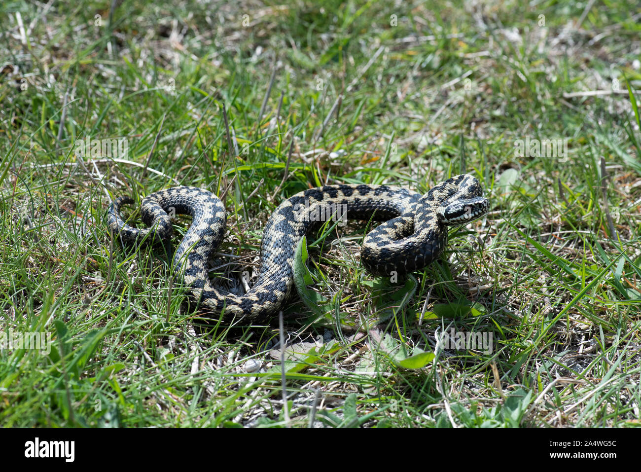 Adder Snake, Vipera berus, Samphire Hoe, Dover, KENT UK, curled up ...