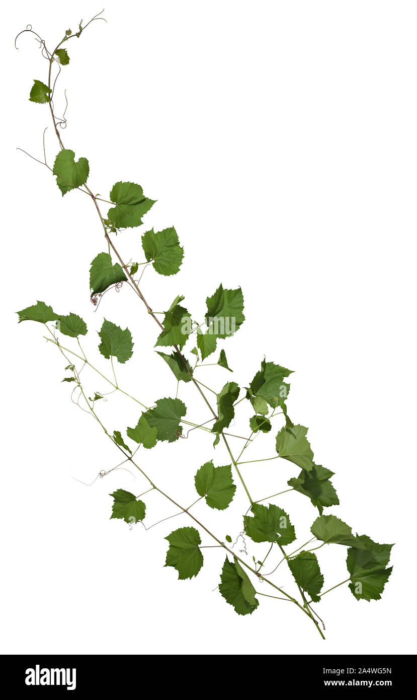 With alpha mask Cut Out Stock Images & Pictures - Alamy