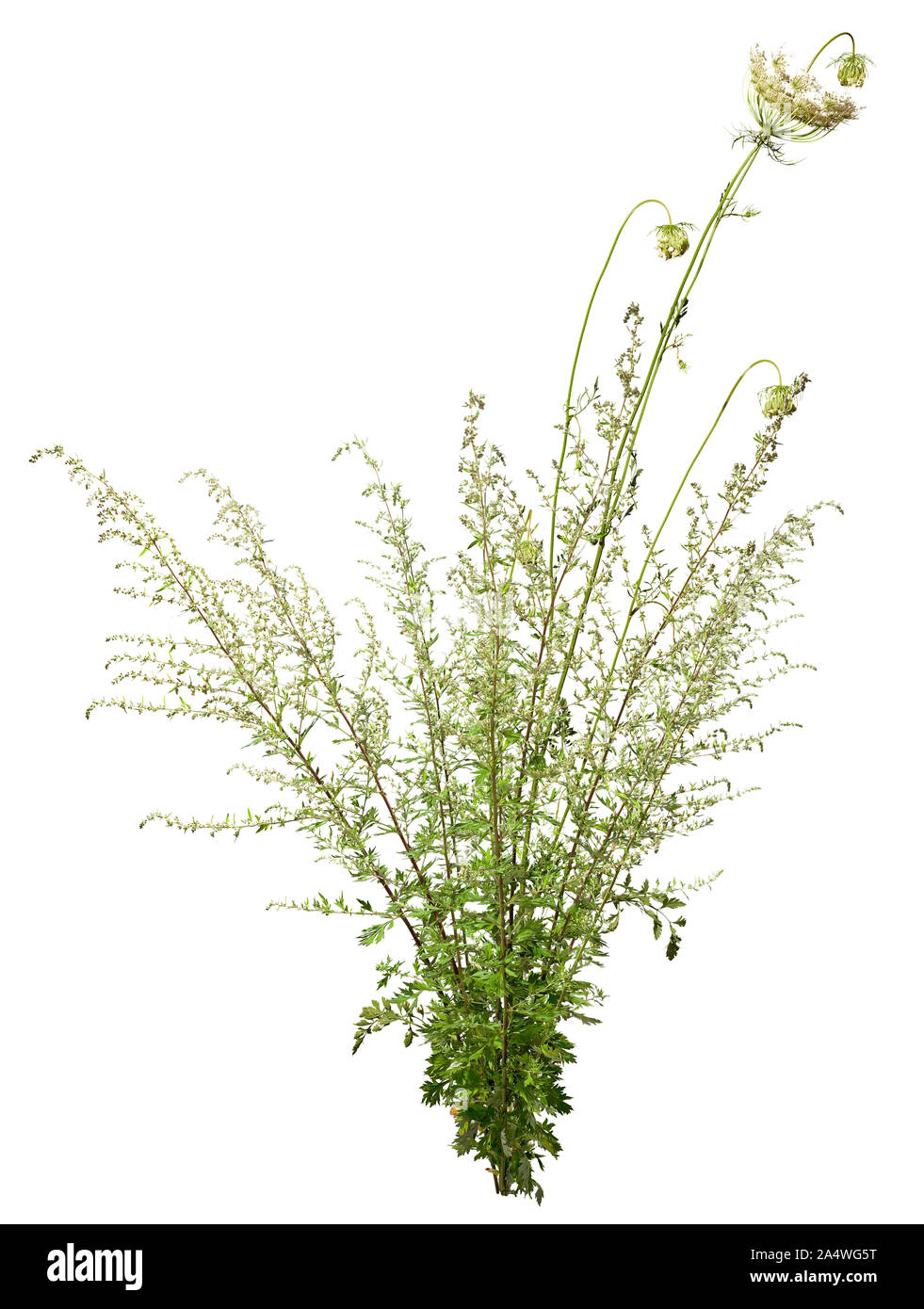 Shrub Flowers White Background