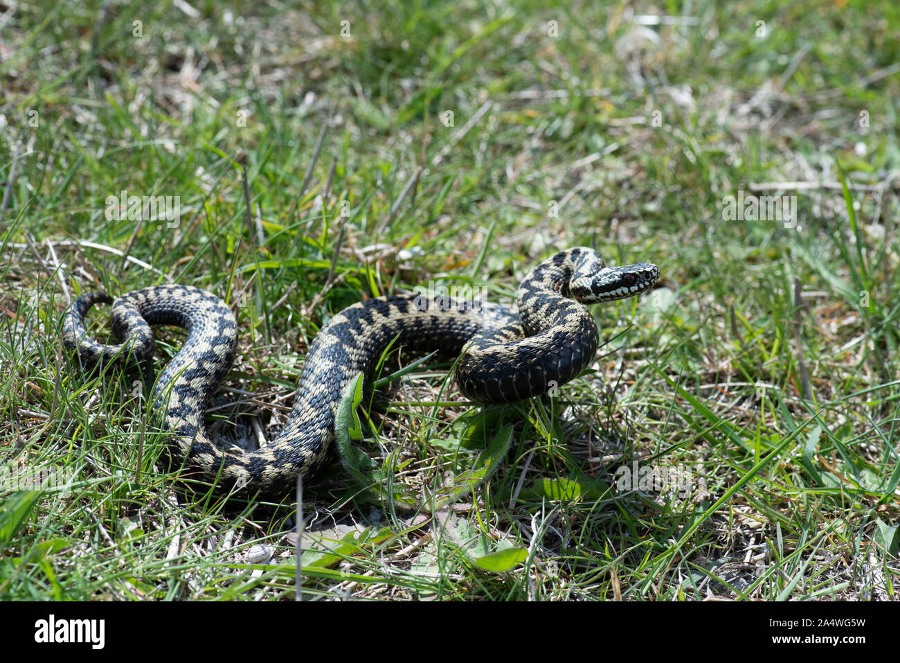 Adder Snake, Vipera berus, Samphire Hoe, Dover, KENT UK, curled up ...