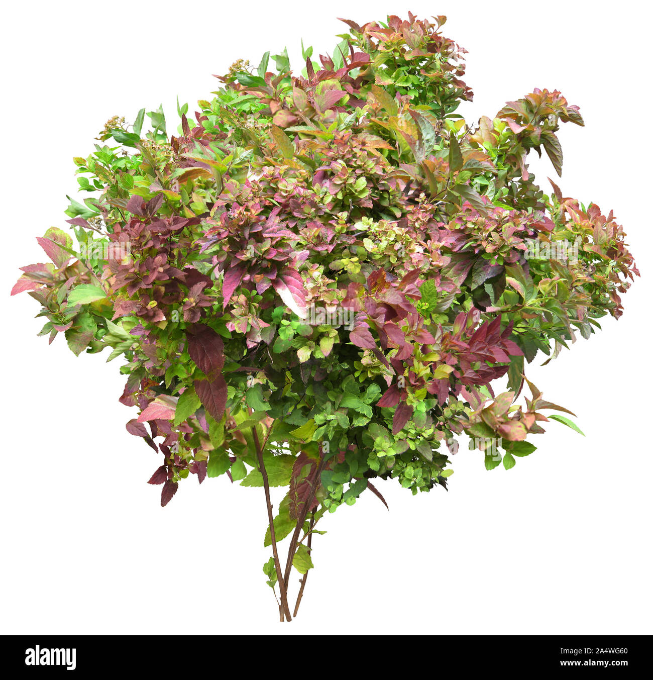 Ornamental shrub landscaping Cut Out Stock Images & Pictures - Alamy