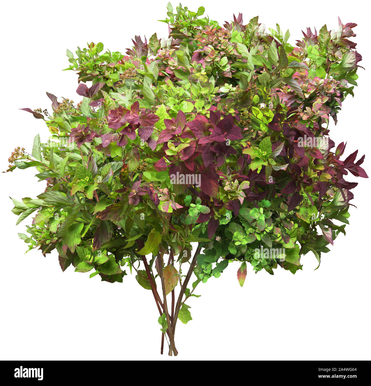 Branches of ornamental plant for garden design or landscaping. Cutout ...