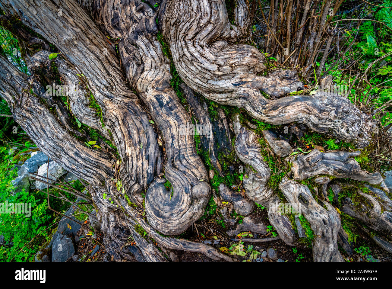 Tree roots with amazing textures against mountain range Stock Photo - Alamy