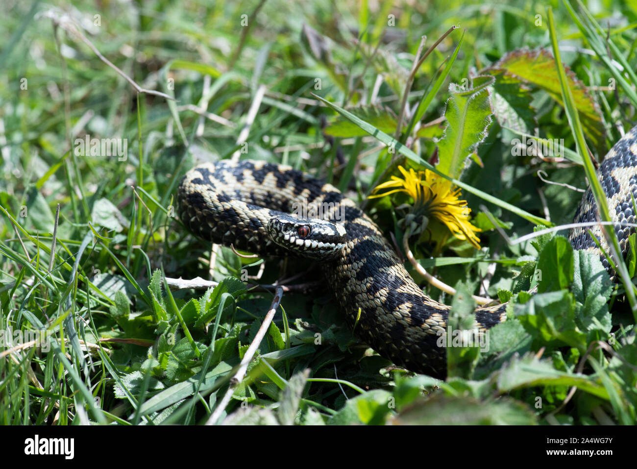Adder Snake, Vipera berus, Samphire Hoe, Dover, KENT UK, curled up ...
