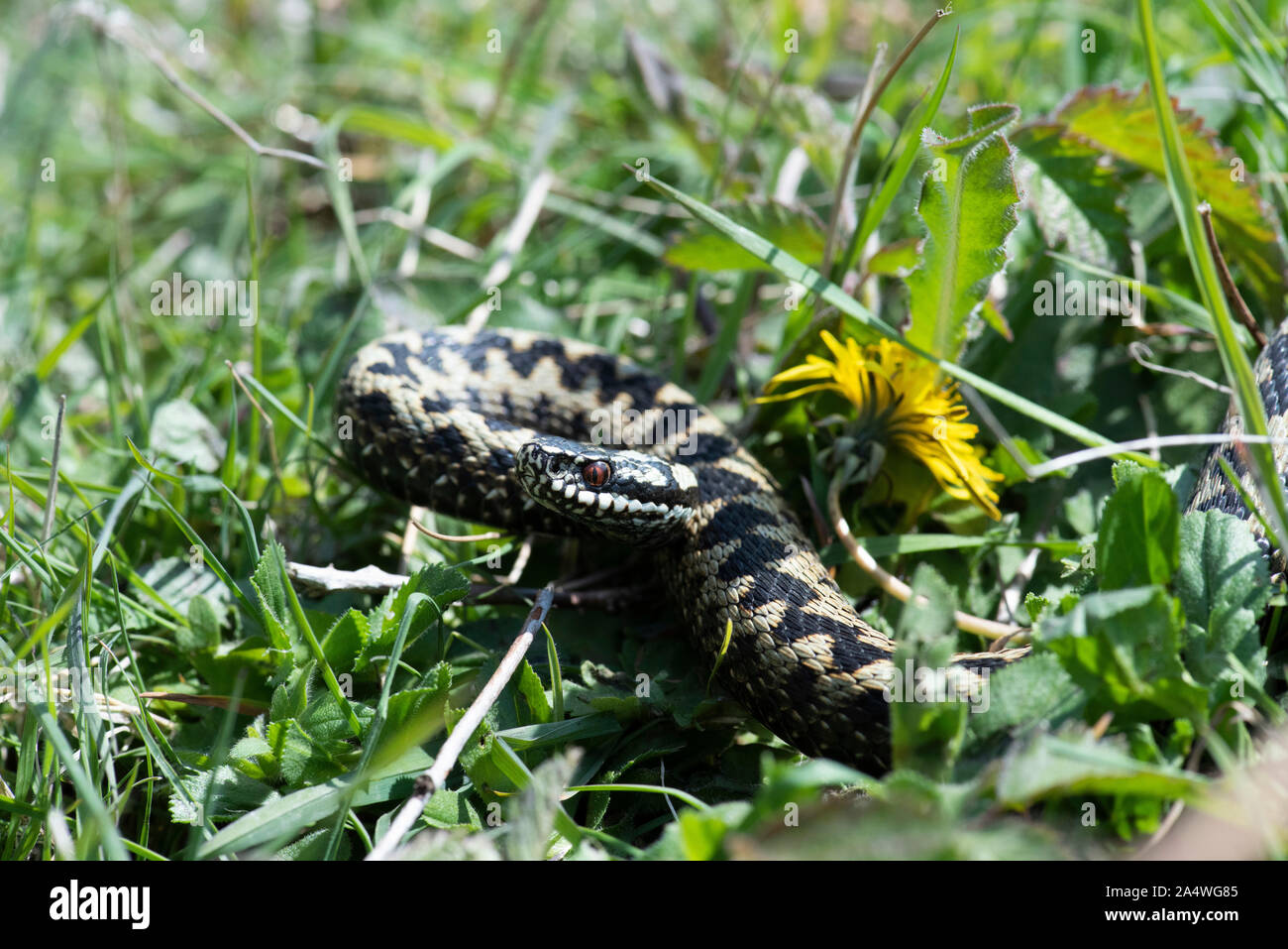 Adder Snake, Vipera berus, Samphire Hoe, Dover, KENT UK, curled up ...