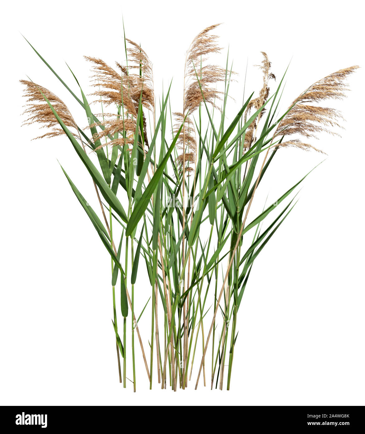 Cut out plant. Reed grass. Cattail and reed plant isolated on white ...