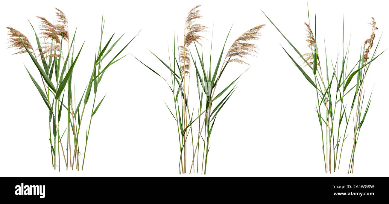 Cut out plant. Reed grass. Cattail and reed plant isolated on white ...