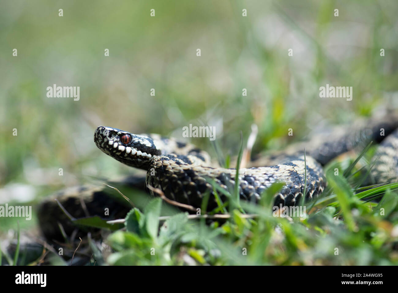 Adder Snake, Vipera berus, Samphire Hoe, Dover, KENT UK, curled up ...