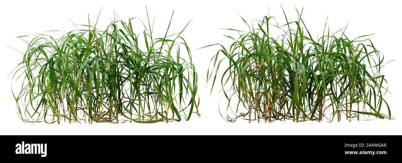 Thicket of grass Cut Out Stock Images & Pictures - Alamy