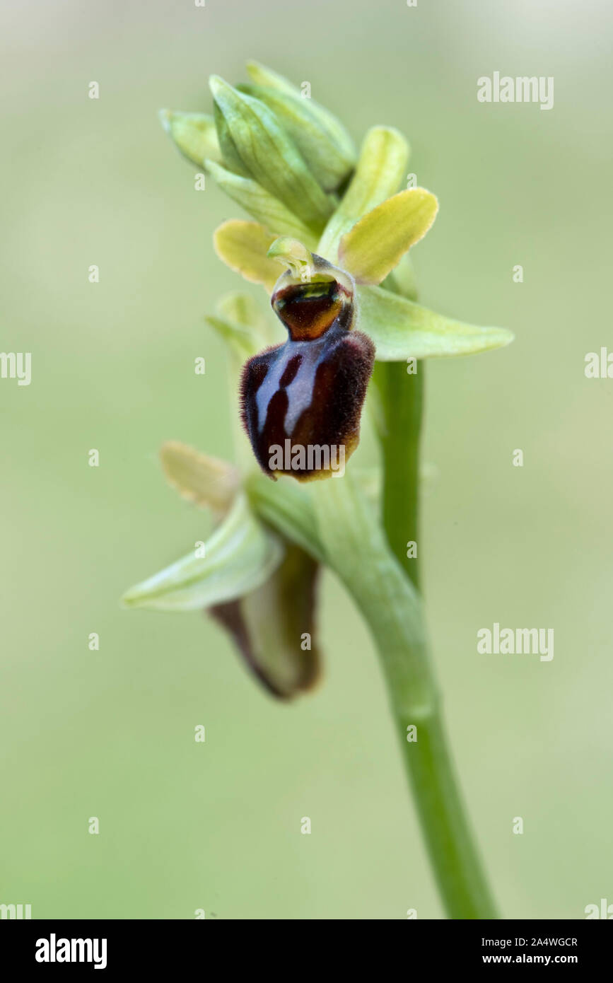 Early Spider Orchid, Ophrys sphegodes, Samphire Hoe, Dover, KENT UK ...