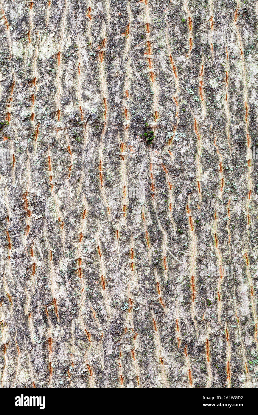 natural texture - textured bark on trunk of maple tree (acer ...