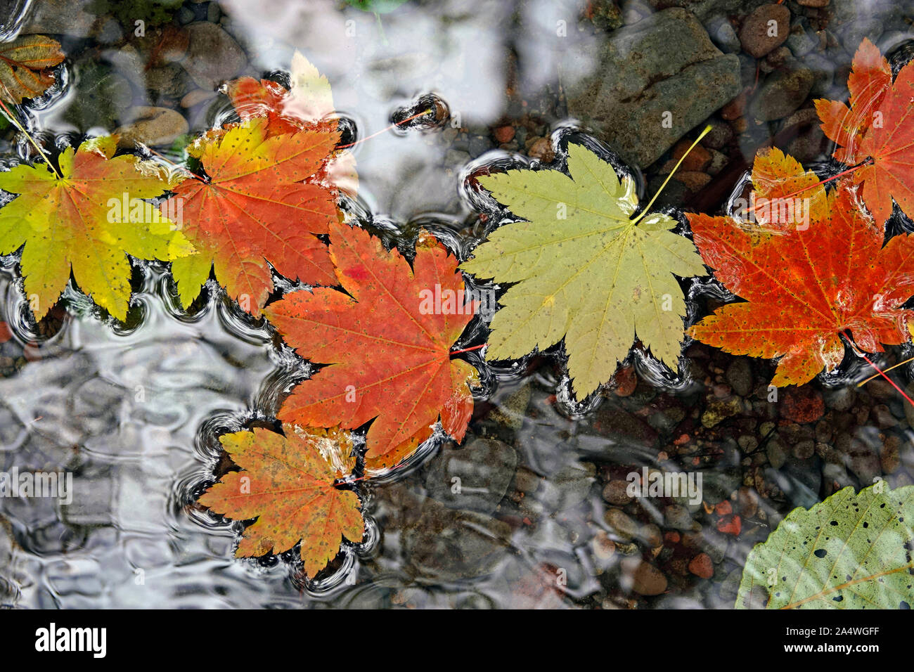 Vine maple tree hi-res stock photography and images - Alamy