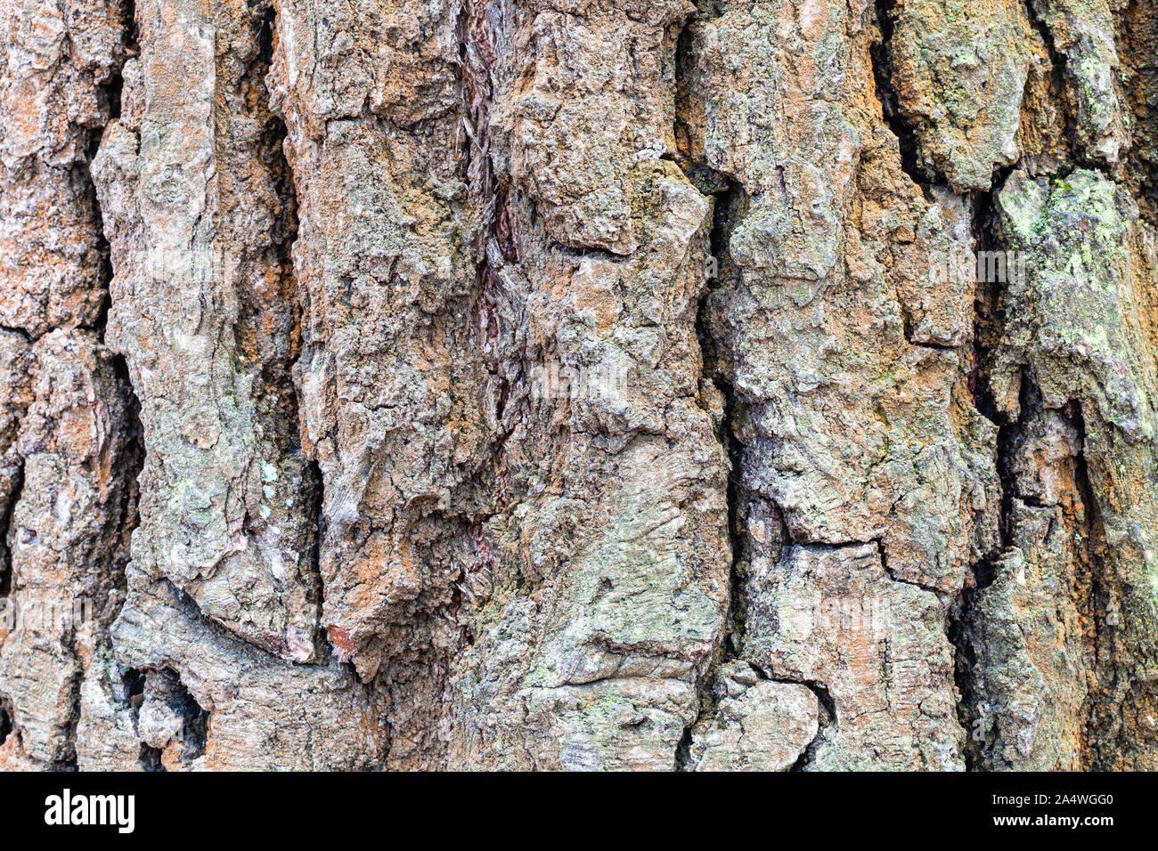 natural texture - wrinkly bark on mature trunk of oak tree (quercus robur) close up Stock Photo ...