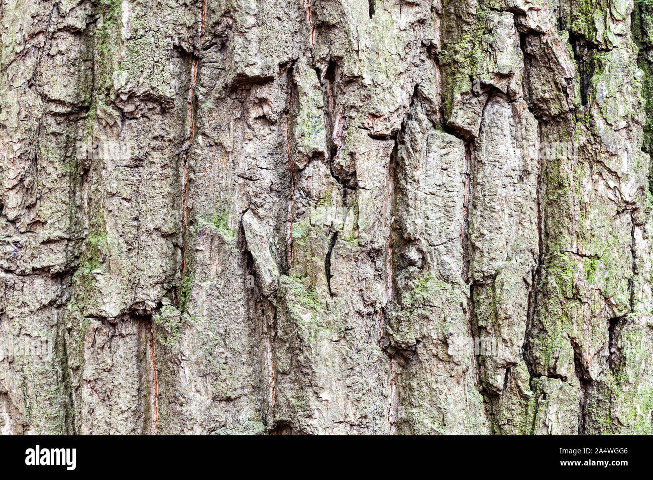 natural texture - cracked bark on mature trunk of oak tree (quercus robur) close up Stock Photo ...