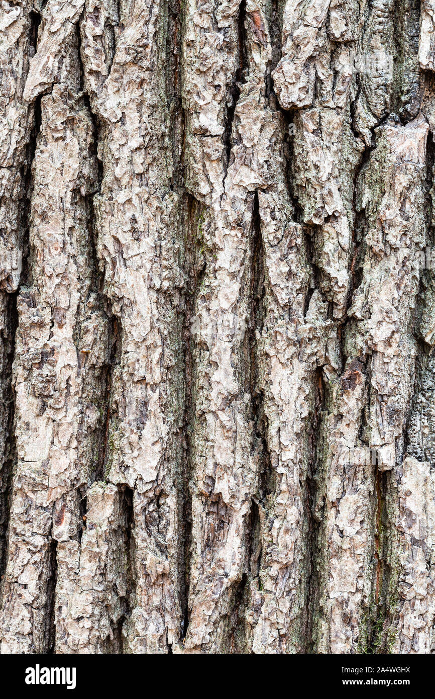 natural texture - rough bark on old trunk of oak tree (quercus robur) close up Stock Photo - Alamy