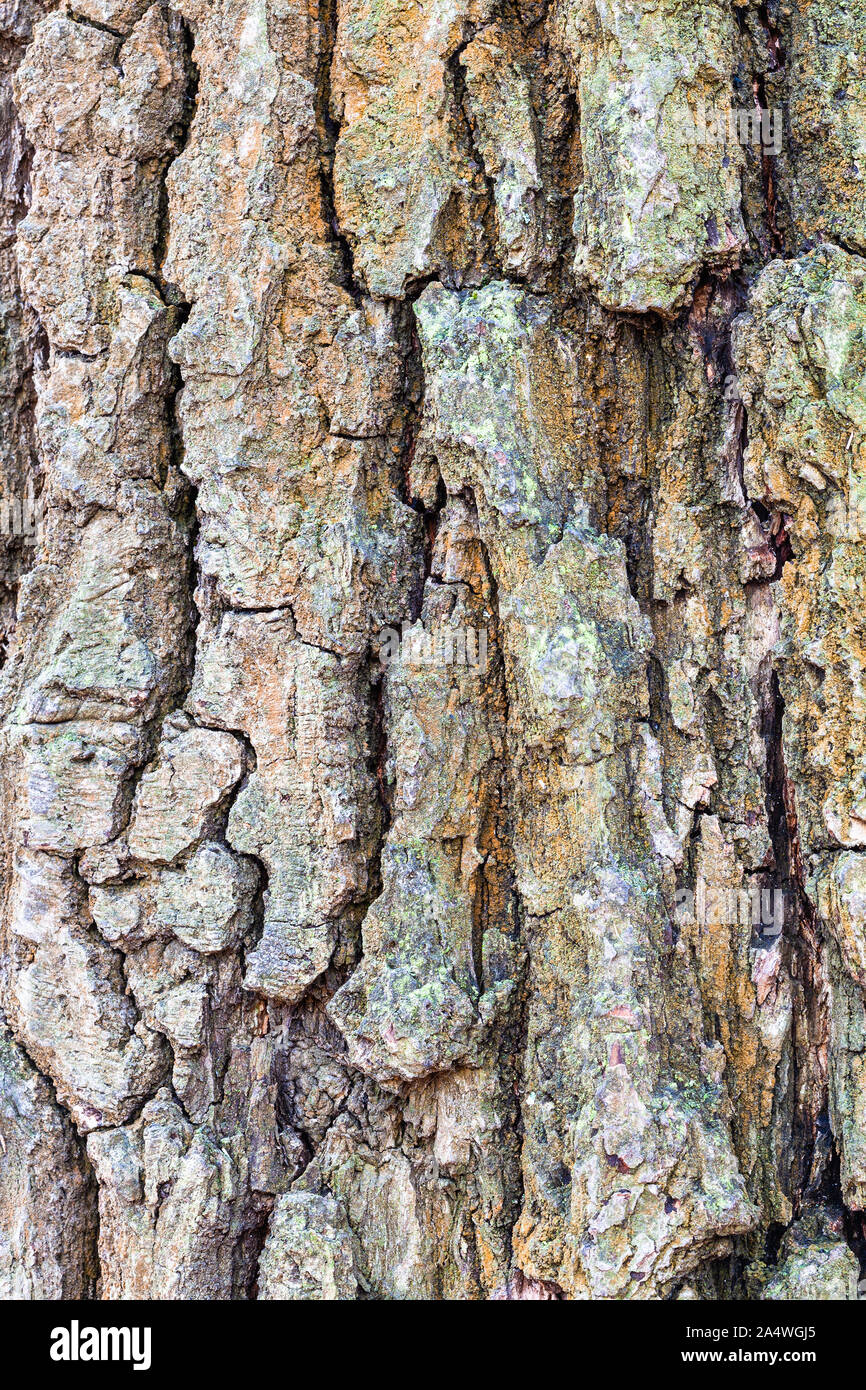 natural texture - wrinkly bark on old trunk of oak tree (quercus robur) close up Stock Photo - Alamy