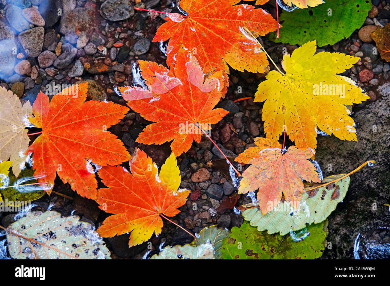 Vine maple leaves in a small stream turning gold in October in the ...