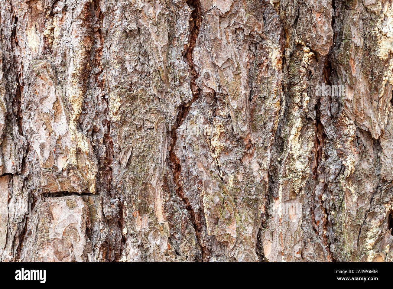 Gnarly tree trunk bark hi-res stock photography and images - Alamy