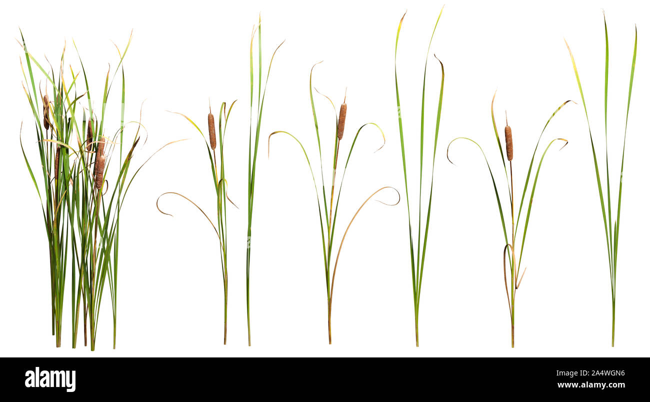 Cut out plant. Reed grass. Cattail and reed plant isolated on white ...