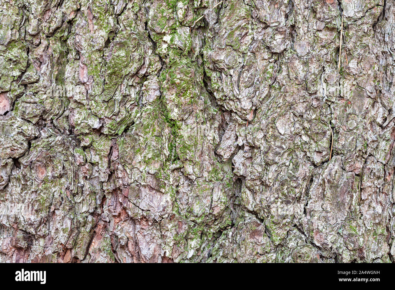 Wrinkly texture hi-res stock photography and images - Alamy