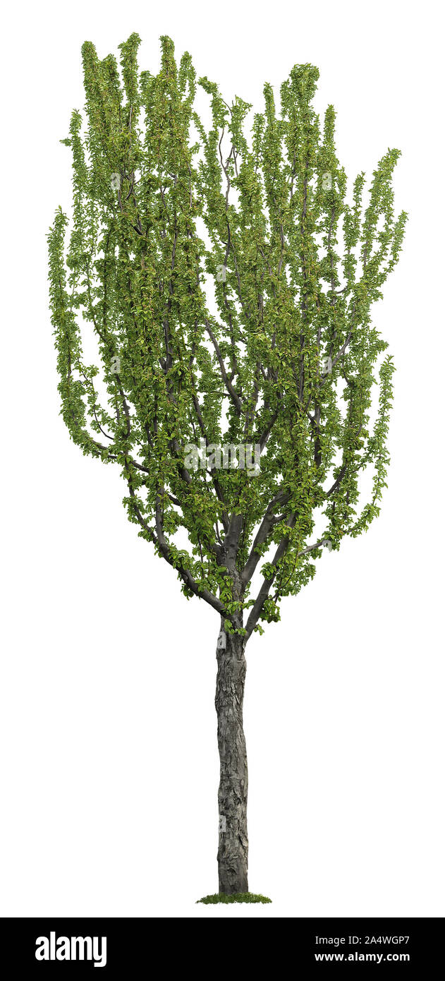 Cutout shrub. Green tree isolated on white background. High quality ...