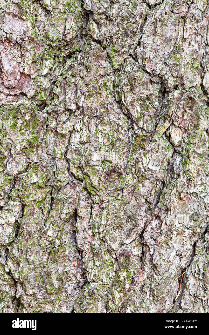 Gnarled bark hi-res stock photography and images - Alamy