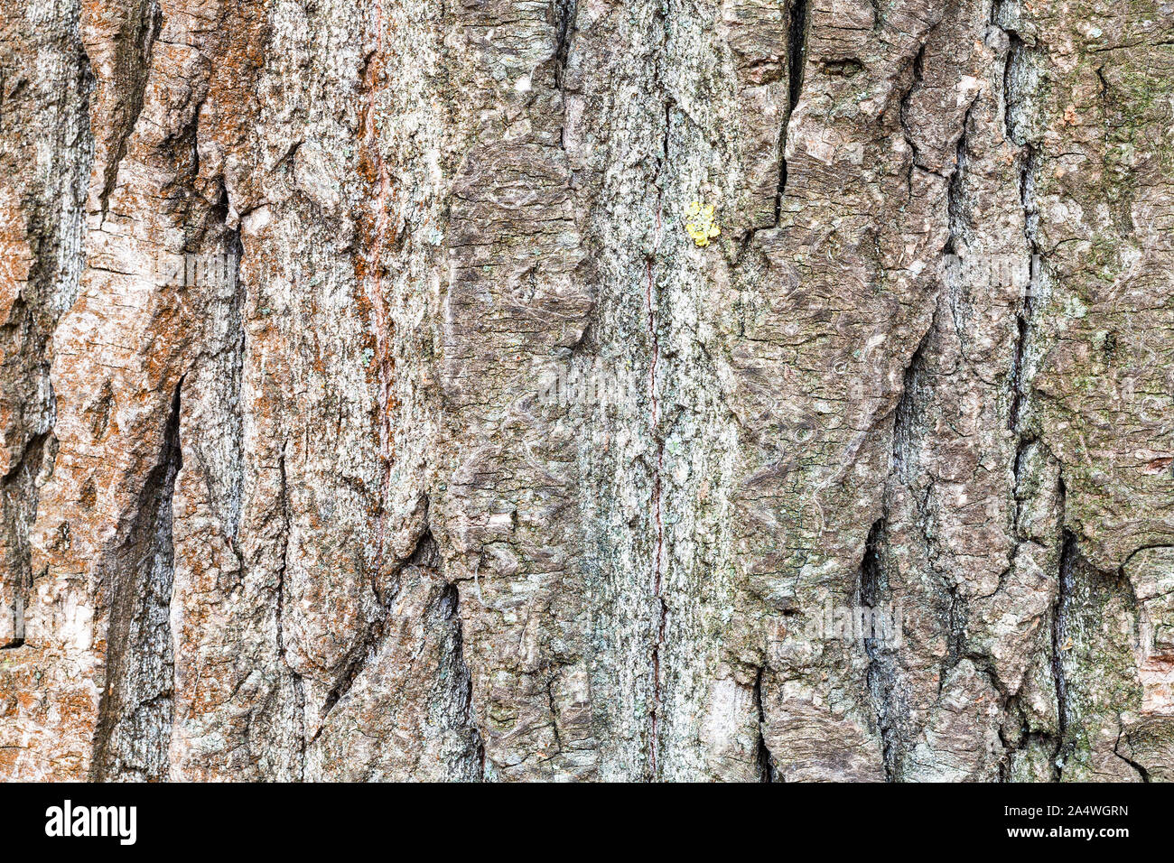 natural texture - furrowed bark on mature trunk of poplar tree (populus ...