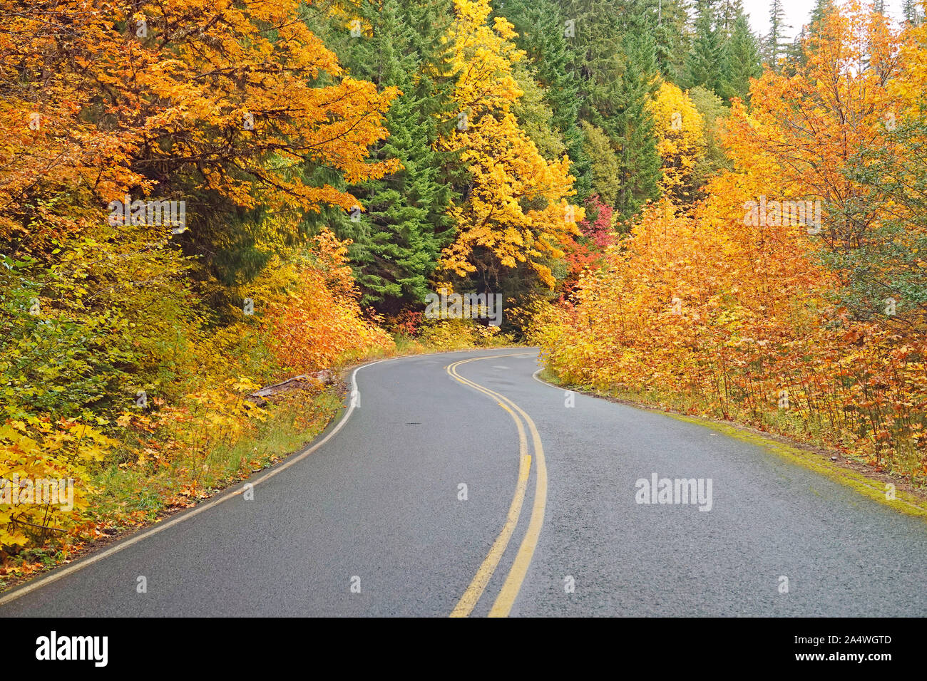 Vine maple tree hi-res stock photography and images - Alamy
