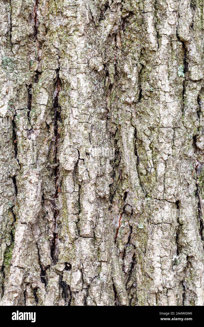 natural texture - grooved bark on old trunk of poplar tree (populus ...