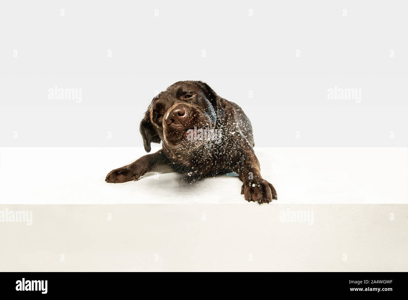 Tired after a good walk. Chocolate labrador retriever dog in the studio ...