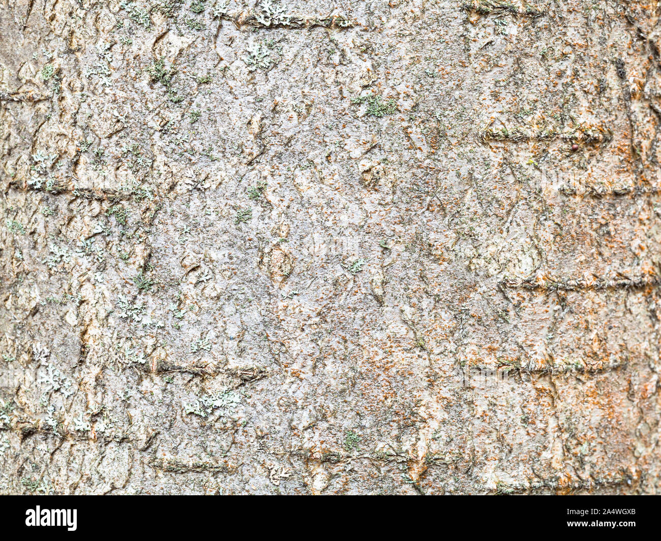 natural texture - surface of bark on trunk of rowan tree (sorbus ...