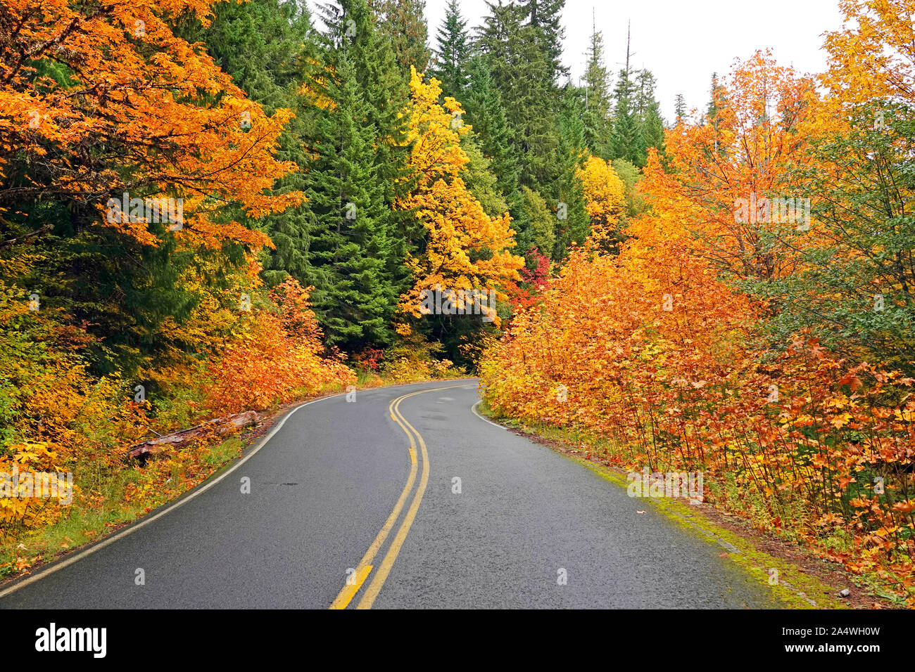 Vine maple leaves in a small stream turning gold in October in the ...