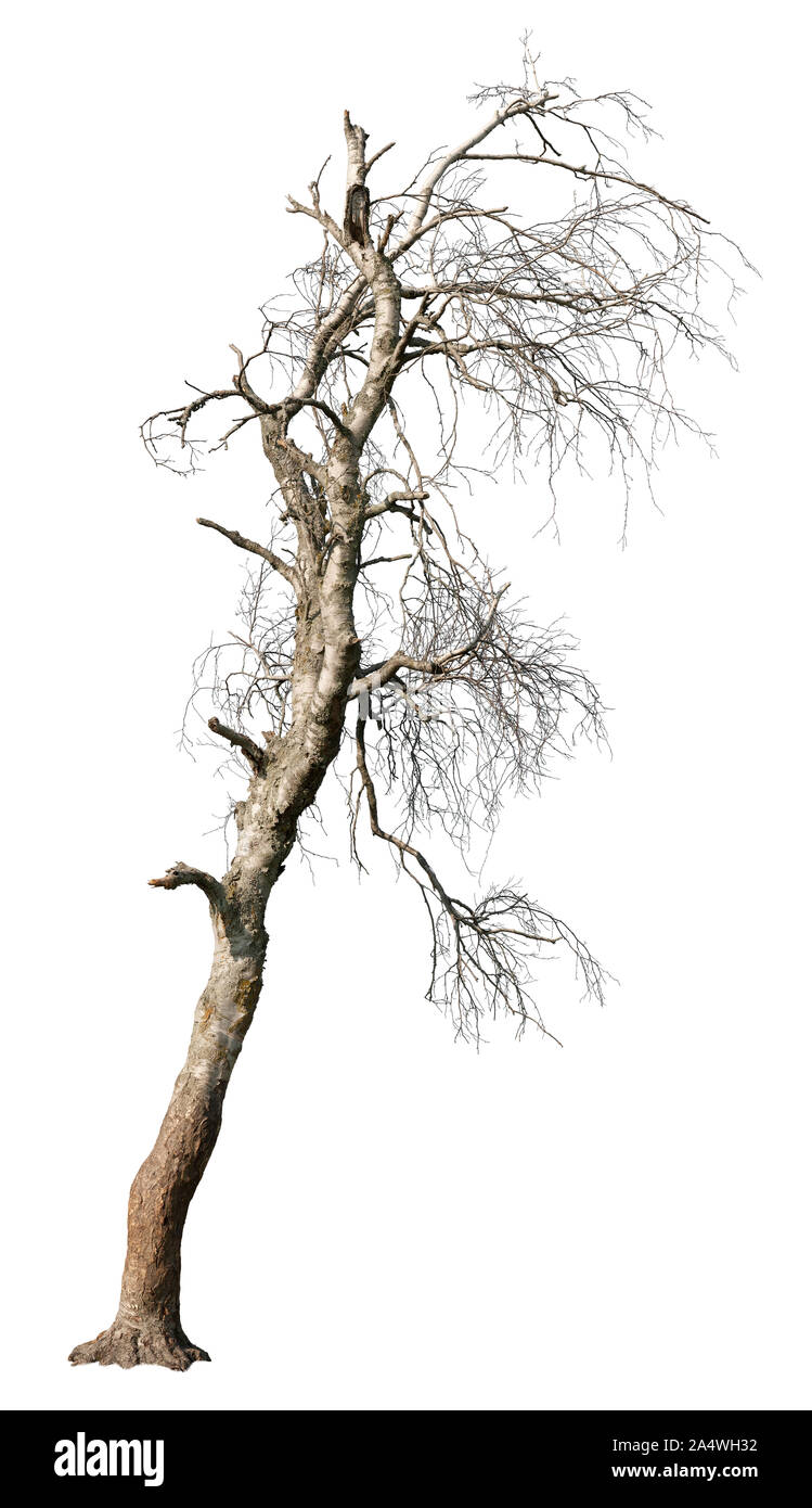 Bare tree without leaves. Dead tree isolated on white background. High quality clipping mask for ...