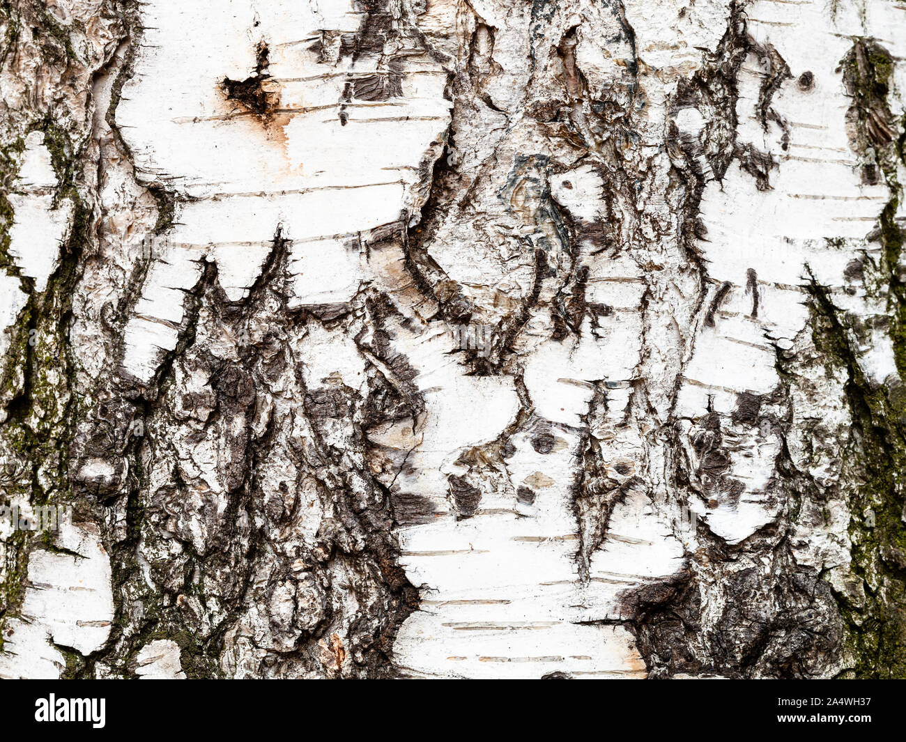 natural texture - wrinkly bark on trunk of birch tree (betula pendula ...