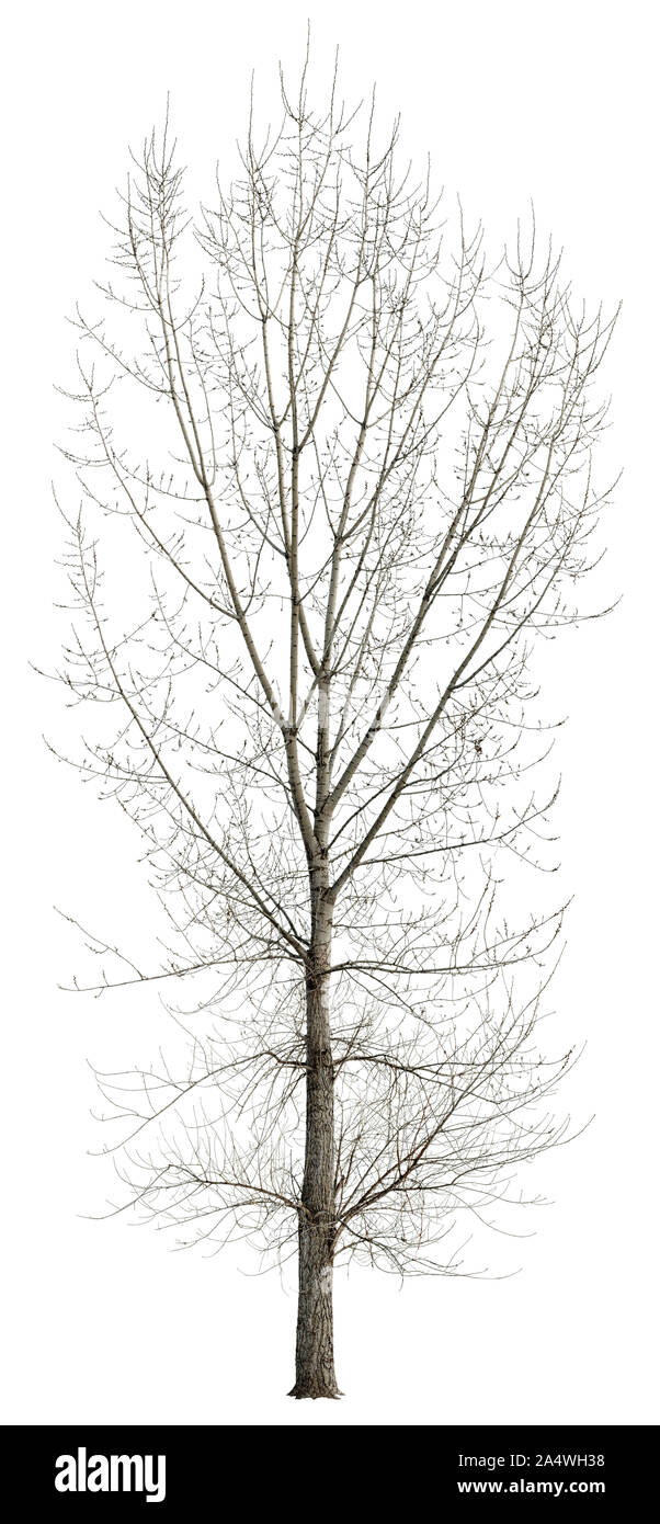 Bare tree without leaves. Dead tree isolated on white background. High ...