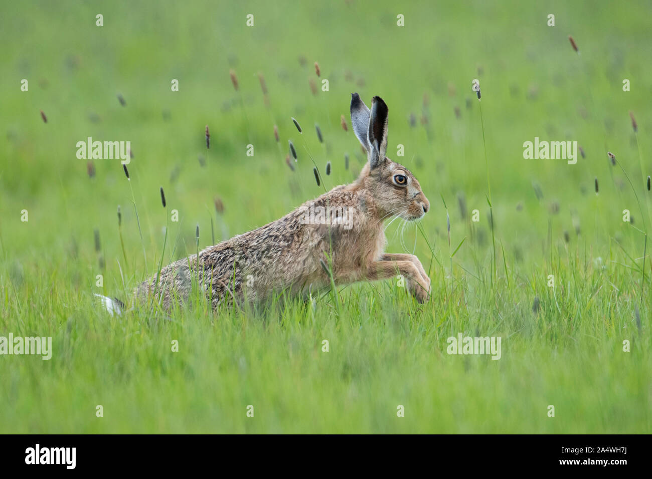 Hare leaping hi-res stock photography and images - Alamy