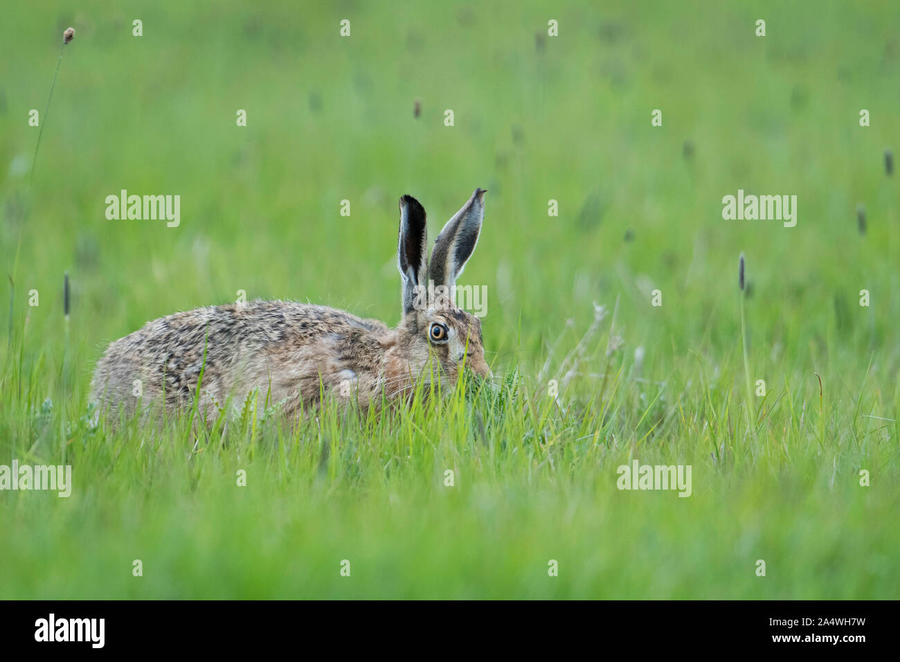 Hopping through grass hi-res stock photography and images - Alamy