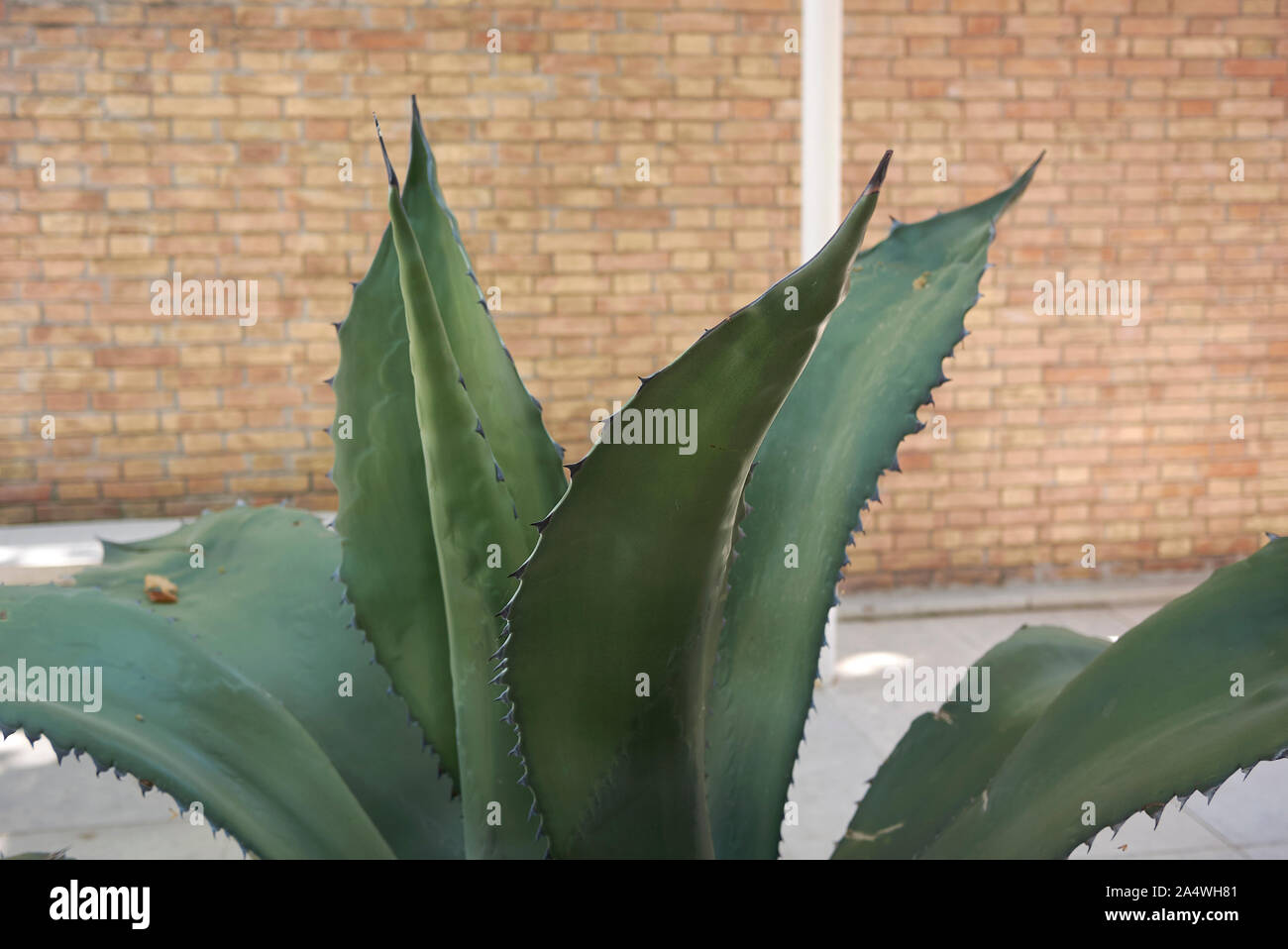 Agave rosette hi-res stock photography and images - Alamy