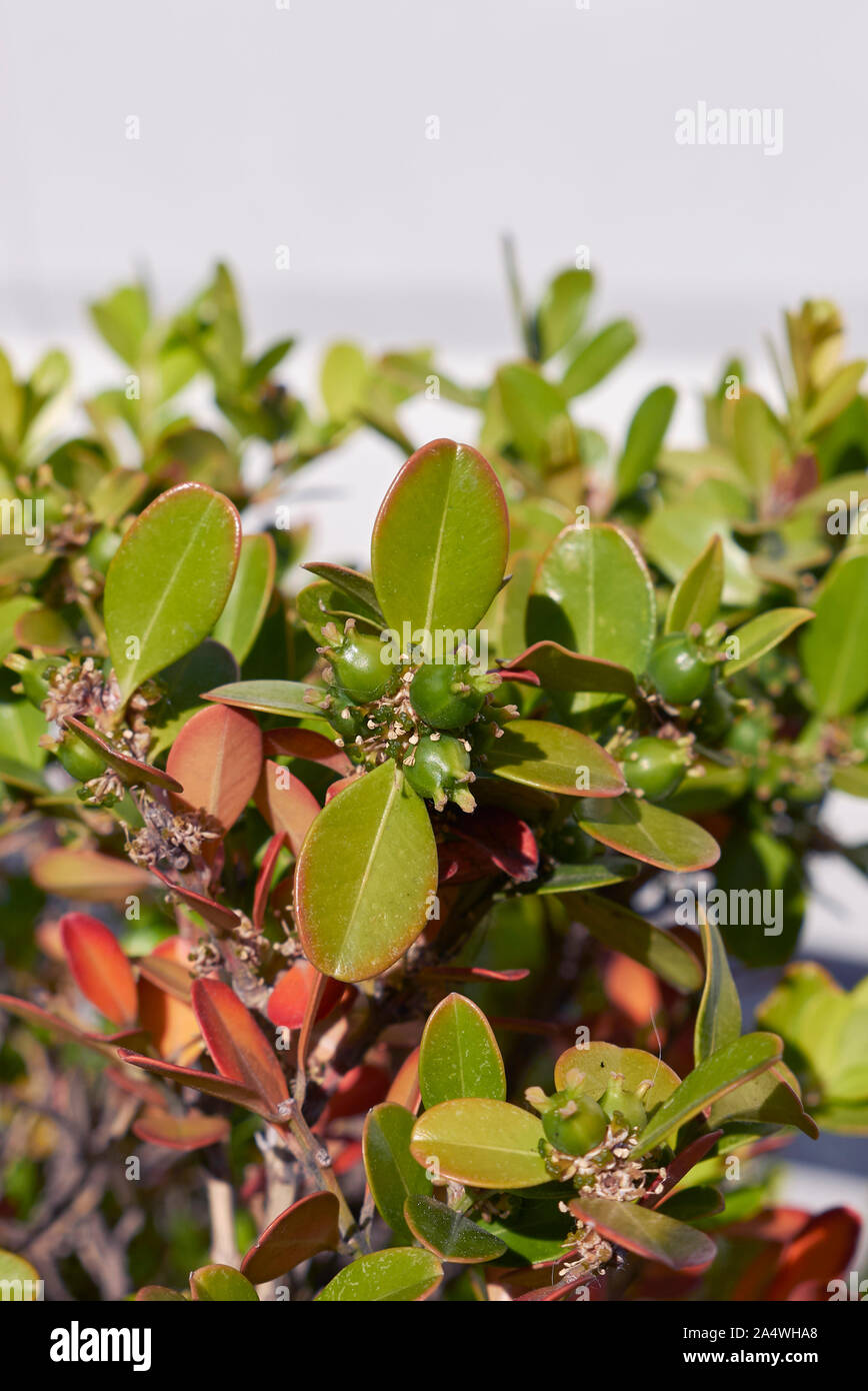 Buxus Microphylla Leaf