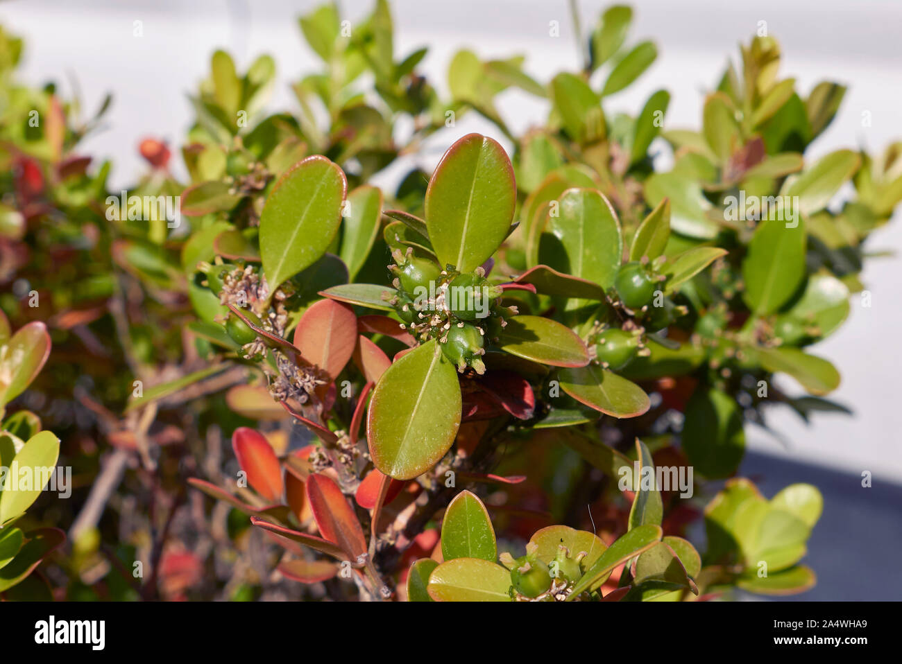 Buxus microphylla hi-res stock photography and images - Alamy
