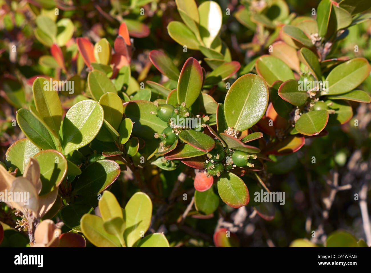 Buxus microphylla close up with fresh fruit Stock Photo - Alamy