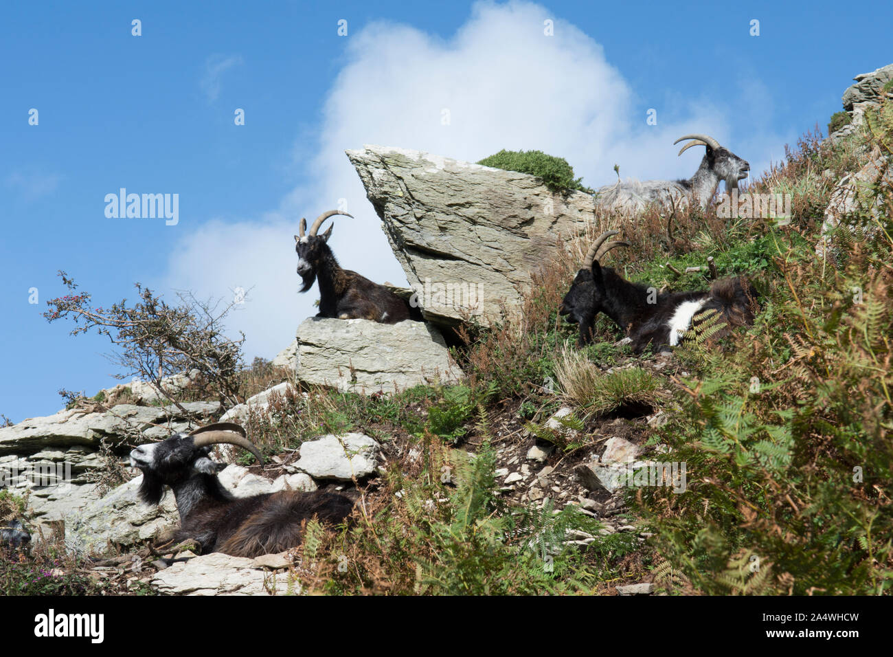 four feral goats lying down, resting, in Valley of Rocks, in rocks on ...