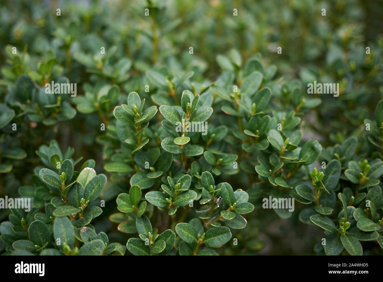 Common box buxus sempervirens garden hi-res stock photography and ...